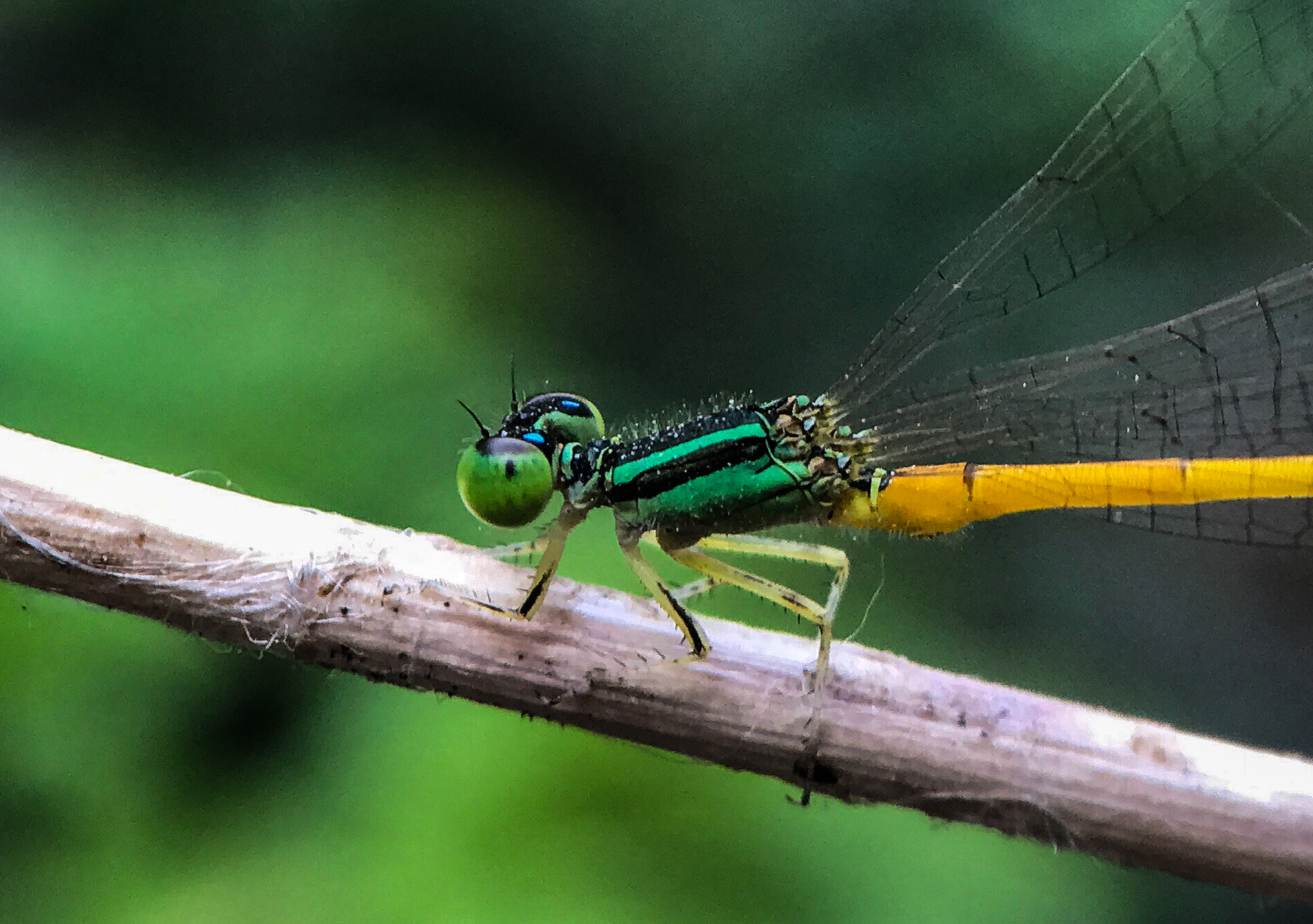 Professional HD 15x Macro Mobile Phone Camera Lens (Black) | Adcom India :)