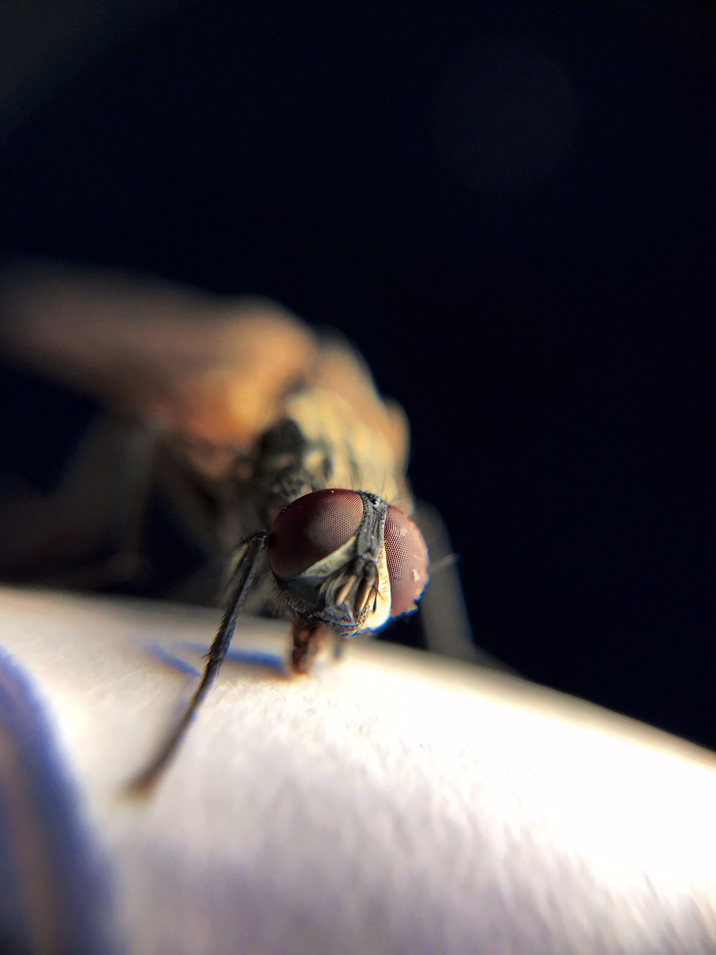 12x/24x Macro Mobile Phone Camera Lens with Lens Hood (Black) | Adcom ...