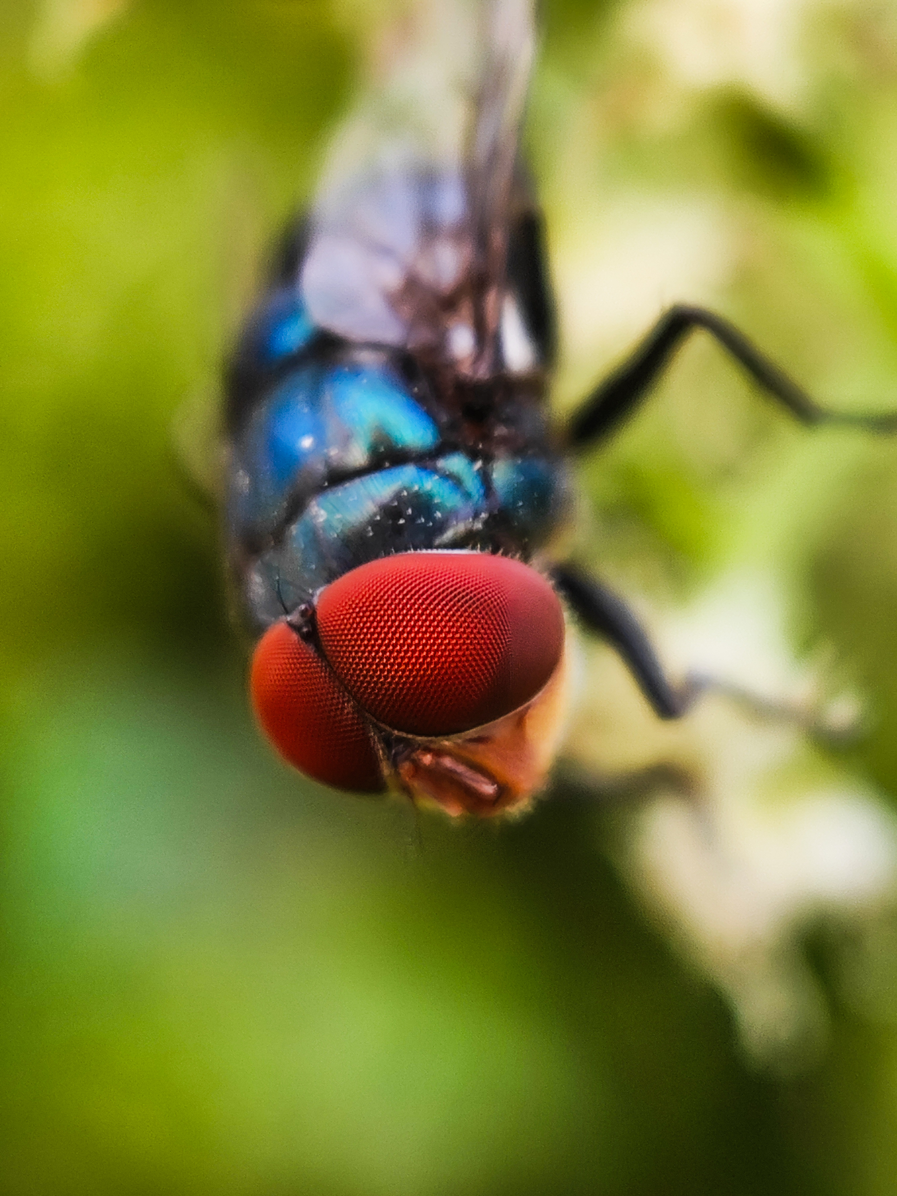 Professional HD 10x Macro Mobile Phone Camera Lens (Black) | Adcom India :)