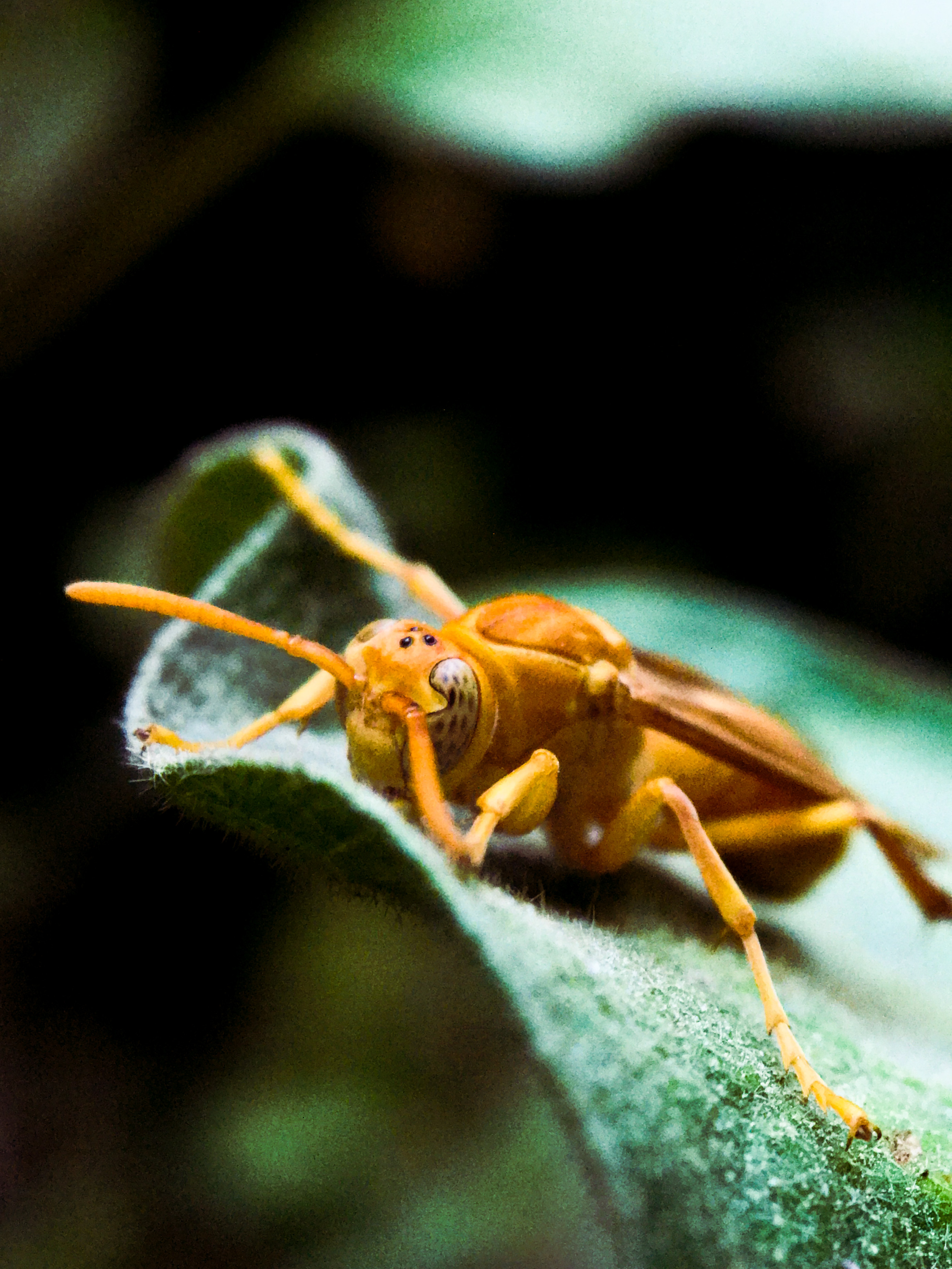 Professional HD 15x Macro Mobile Phone Camera Lens (Black) | Adcom India :)